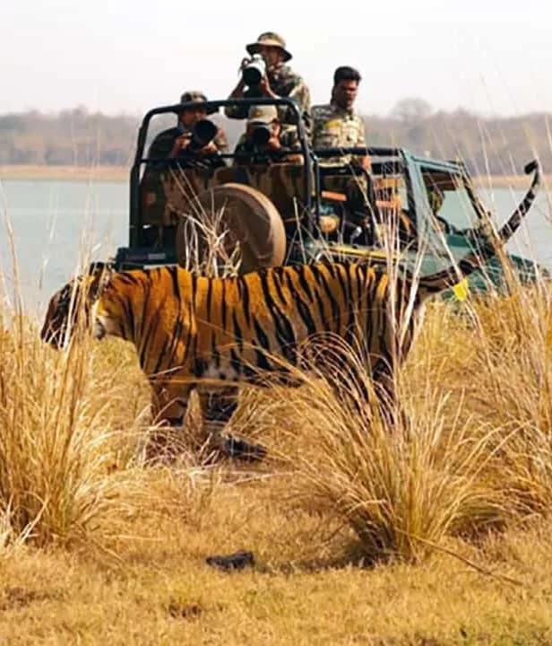 Tadoba FAQ | Safari Booking, Best Zones, Cost & Travel Guide (2025 ...