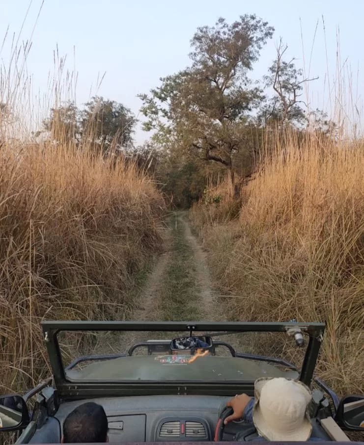 A Comprehensive Guide To Tadoba Safari Timings - Tadoba